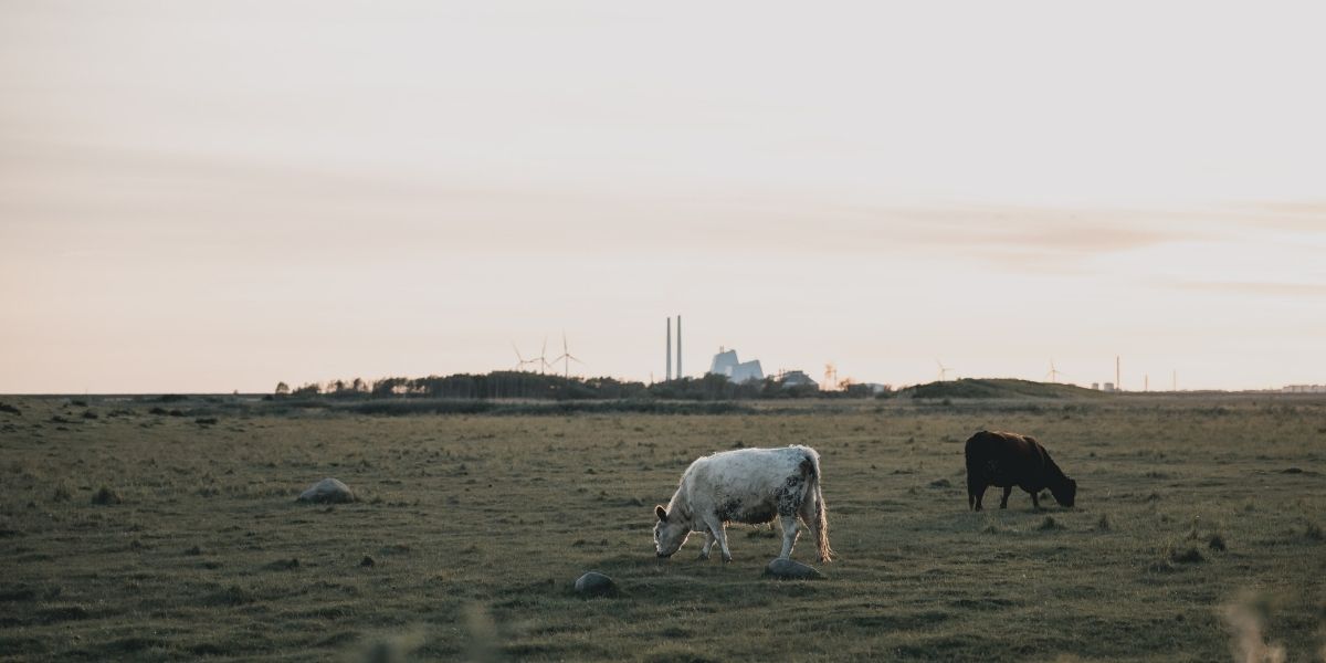 Amarminoen - Gå naturskønne vandreture på Amager i 2025