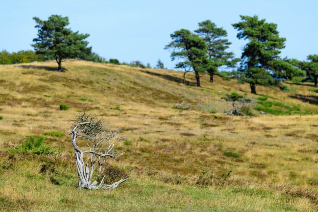 Mols Bjerge (2025): Guide til skønne stier og vilde vandreture i Mols ...